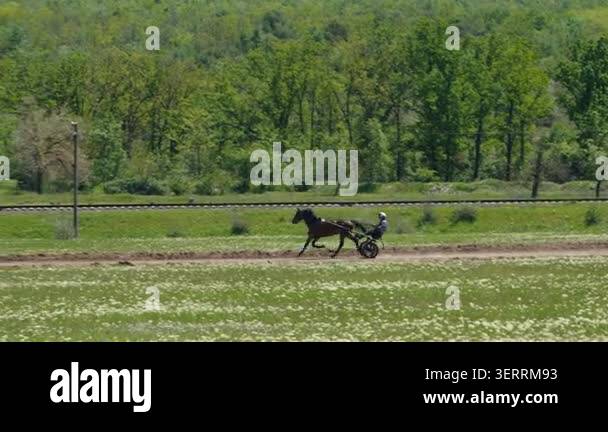 Professional jockey training a standardbred trotter horse for a harness ...