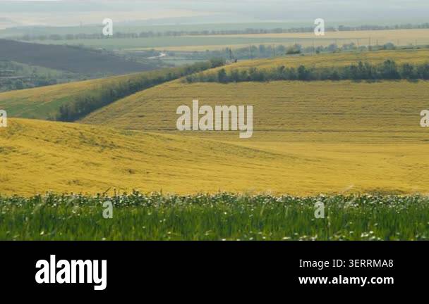 Gorgeous panoramic view of agricultural land with vibrant yellow ...