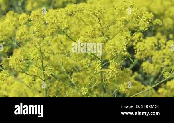 Video begins with a close-up of Isatis tinctoria flowers, then pulls ...