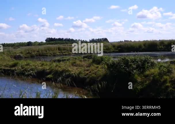 Rural wetland with still water surrounded by tall grasses Stock Video ...