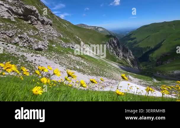 Wild yellow flowers in the Sibillini mountains during spring season ...