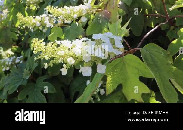 White flower panicles of Hydrangea quercifolia gently moving in the ...
