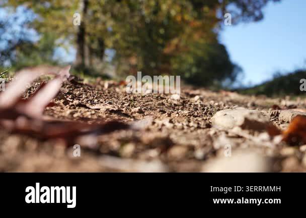 Low-angle shot of motorcycle wheel in forest Stock Video Footage - Alamy