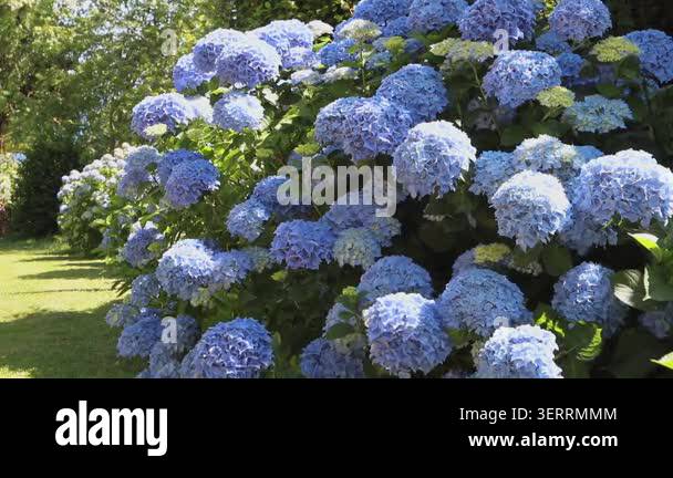 Abundant pale blue Hydrangea macrophylla shrubs covered with large ...