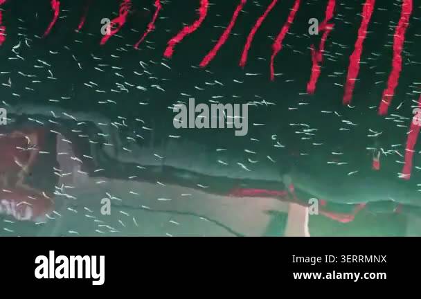 Little Fishes in a Sea Water Stock Video Footage - Alamy