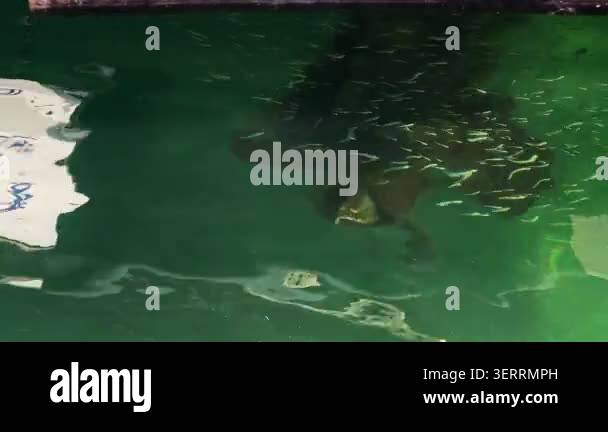 Little Fishes in a Sea Water Stock Video Footage - Alamy