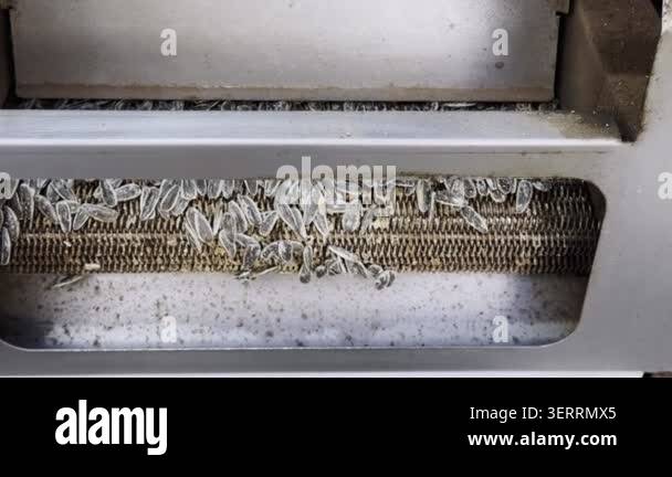 Food Sunflower Seed in Roasting Machine Stock Video Footage - Alamy