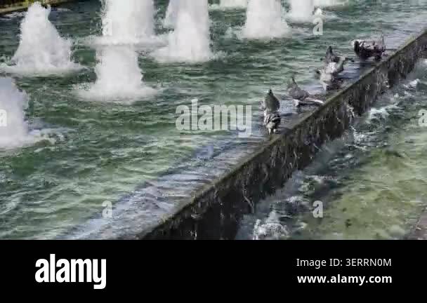 Animal Bird Pigeons near the Water Fountain Stock Video Footage - Alamy
