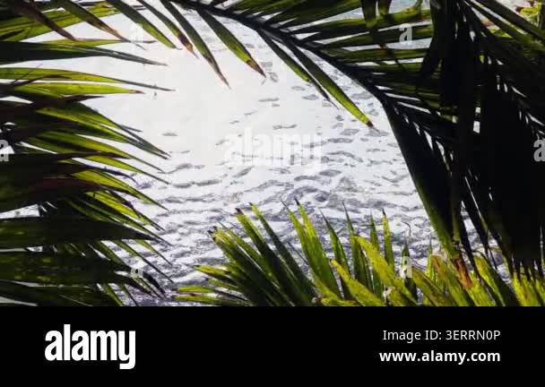 Green Leaves in Sunlight Beam and Water Pool Stock Video Footage - Alamy
