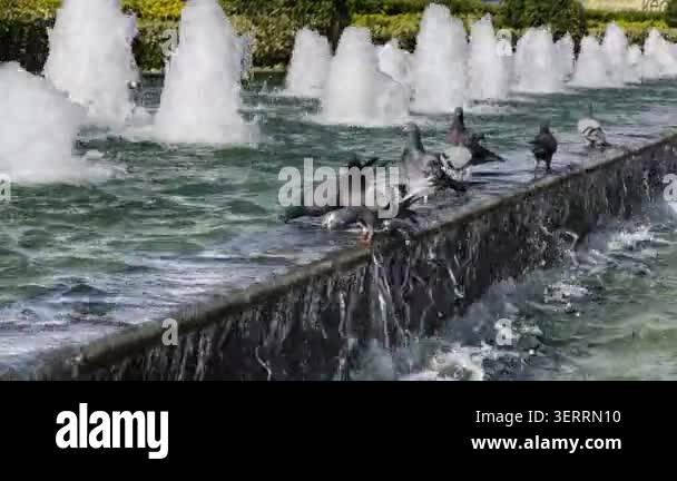 Animal Bird Pigeons near the Water Fountain Stock Video Footage - Alamy