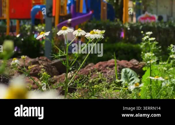 Flowers in Park and Blurry Playground Stock Video Footage - Alamy