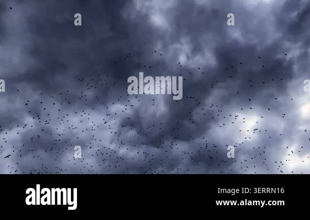 Animal Wild Birds on Cloudy Sky Stock Video Footage - Alamy