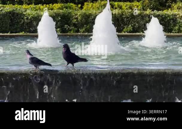 Animal Bird Pigeons near the Water Fountain Stock Video Footage - Alamy
