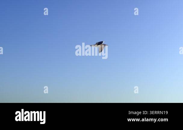 Bird Seagull Flying on a Sunny Day Stock Video Footage - Alamy