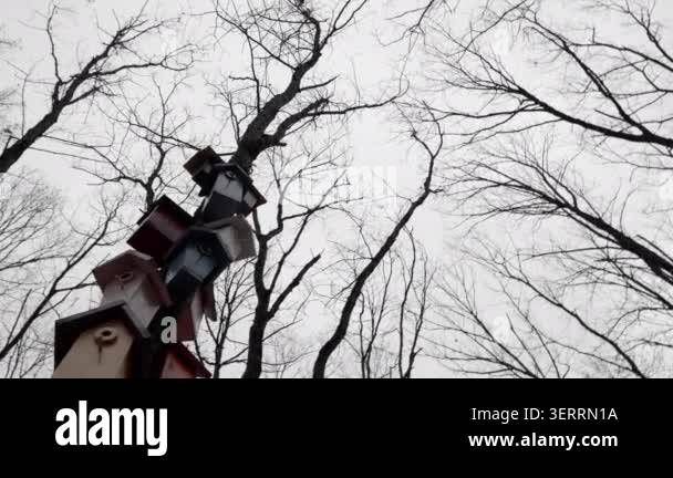 Colorful Little Wooden Bird Houses on Trees in Nature Stock Video ...