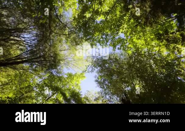 Trees in a Day Shine in Nature Stock Video Footage - Alamy