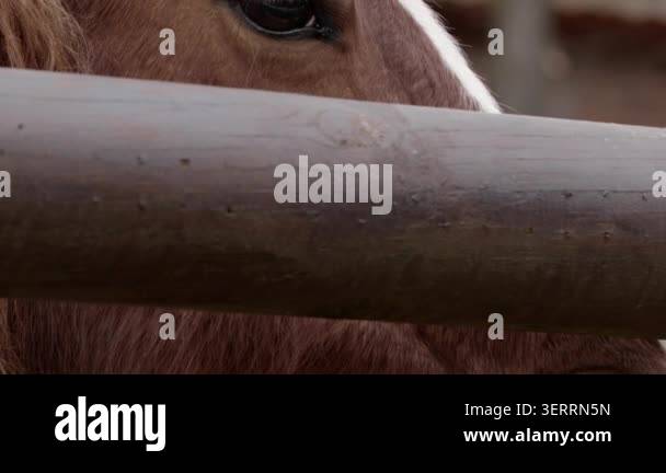 Mammal Animal Wild Horse in a Barn Stock Video Footage - Alamy