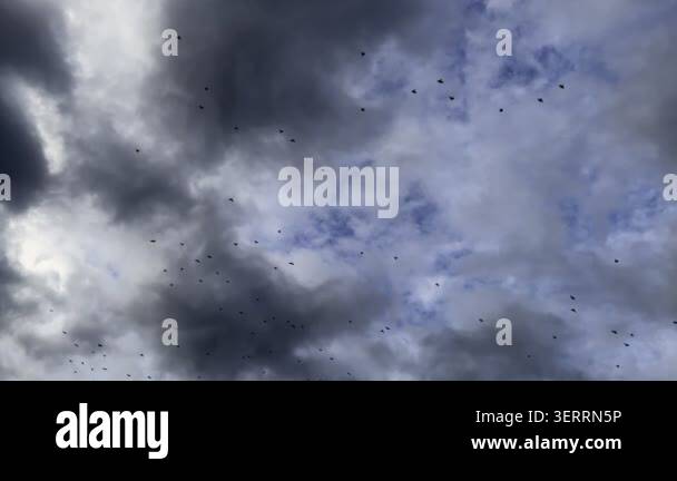 Animal Wild Birds on Cloudy Sky Stock Video Footage - Alamy