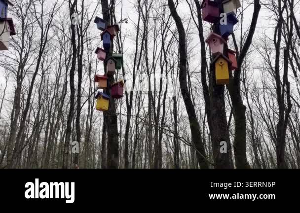 Colorful Little Wooden Bird Houses on Trees in Nature Stock Video ...
