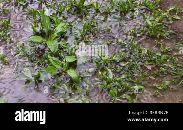Raining on a Natural Green Plant on Soil Ground Stock Video Footage - Alamy