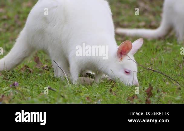Animal White Kangaroo is Eating Green Grass Stock Video Footage - Alamy