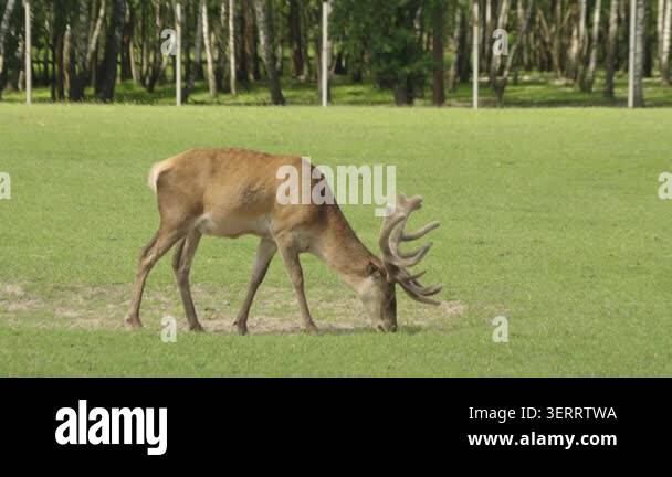 A majestic stag with large antlers grazes peacefully on a lush green ...