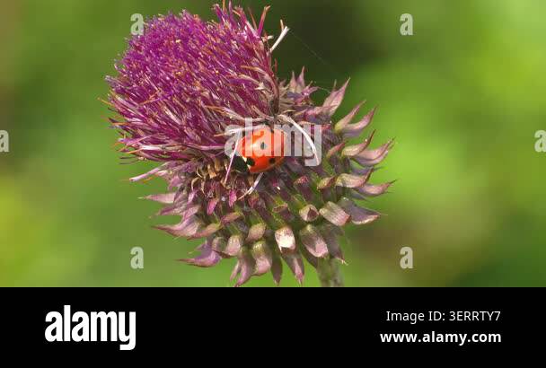 Macro - Ladybug in the spring sun Stock Video Footage - Alamy