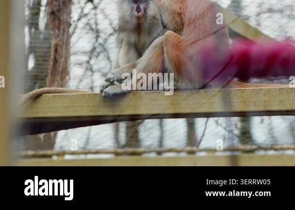 Sweet Mammal Animal Monkey in a Zoo Stock Video Footage - Alamy
