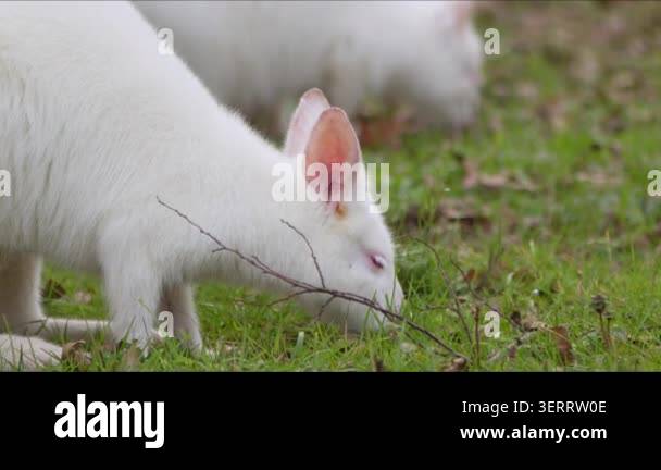 Animal White Kangaroo is Eating Green Grass Stock Video Footage - Alamy