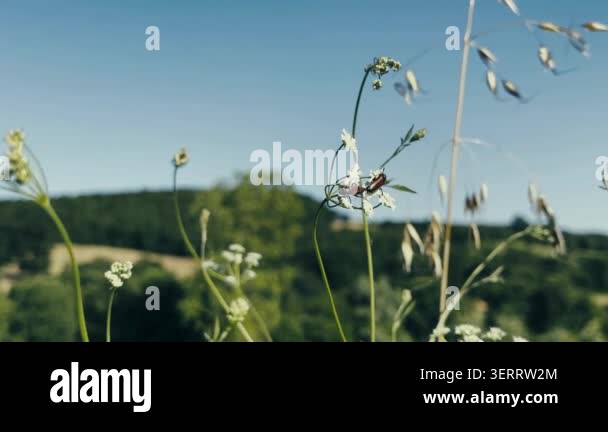 Bug on a Flower in Green Nature Stock Video Footage - Alamy