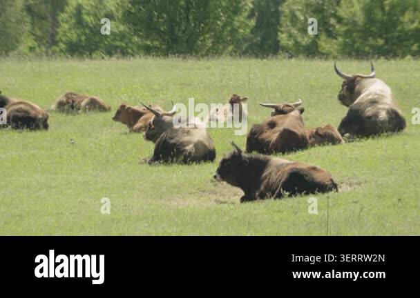 A herd of cattle, including calves and adult bulls, resting together in ...