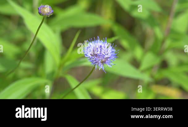 Macro - Lilac flower in the woods Stock Video Footage - Alamy