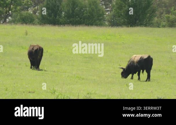 Two bison grazing peacefully in a lush green meadow with trees in the ...