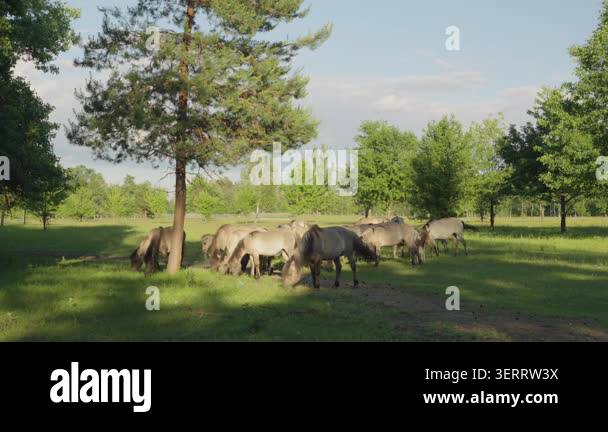 A herd of wild horses grazing peacefully in a sun-dappled grassy field ...