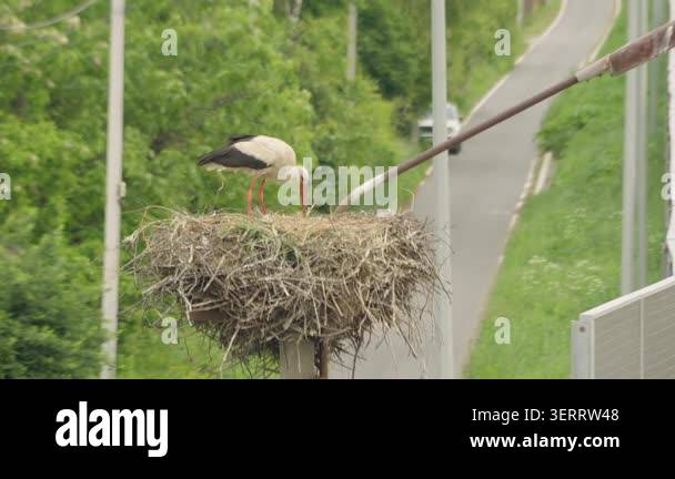 A stork is tending to its nest on a pole, with a road and trees in the ...