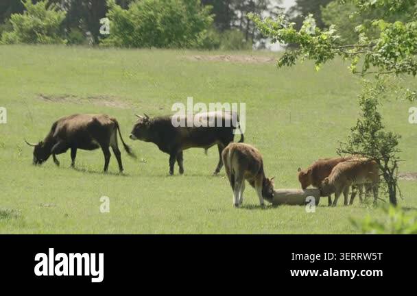 A herd of cattle, including adults and calves, grazing and drinking ...