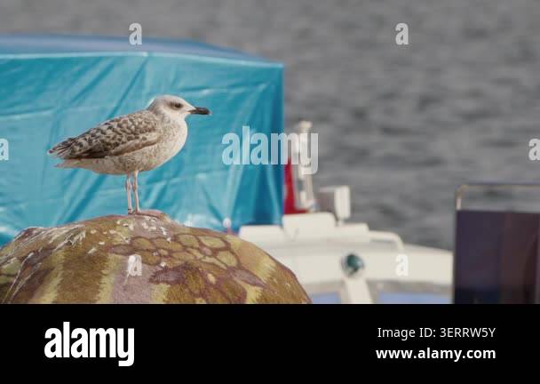 Animal Bird Seagull Standing on a Fishing Boat in Nature Stock Video ...