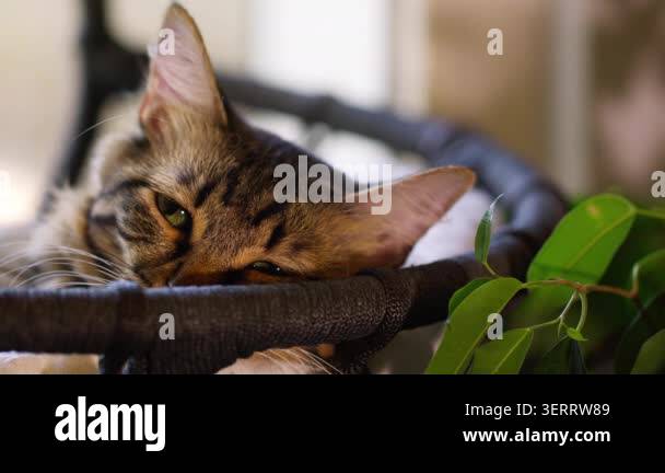 Cute Mammal Animal Pet Cat Kitty falling a sleep Almost Stock Video ...