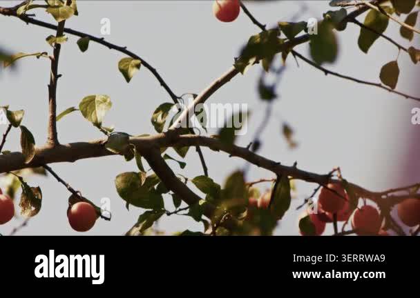 Organic and healthy Fruit plums ripe on the tree branch Stock Video ...