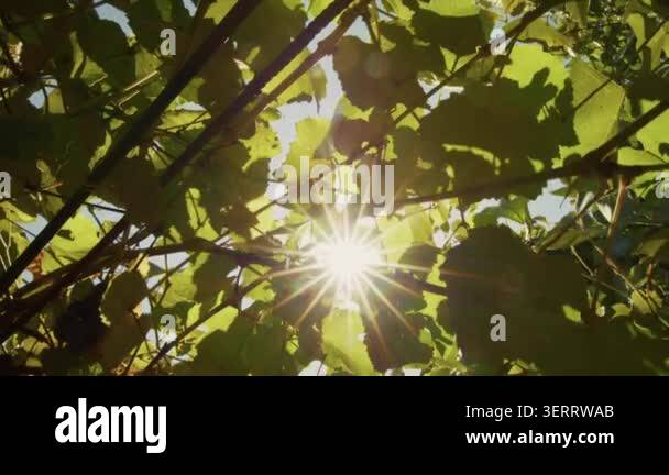 Sunlight seeping through the grape Plant leaves Stock Video Footage - Alamy