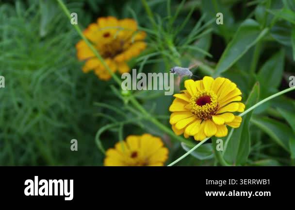 In nature an Animal Bug bee collects honey from a yellow flower with ...