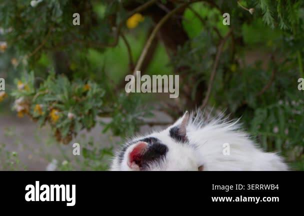 Sweet Animal White Cat in Nature Stock Video Footage - Alamy