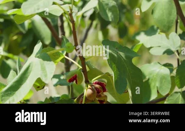Organic Fruit figs ripe on tree branch Stock Video Footage - Alamy