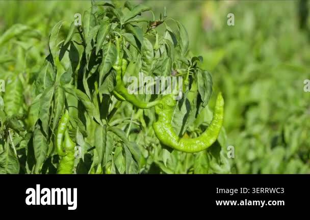 Vegetable Food Green Pepper on Farm Plant Field Stock Video Footage - Alamy