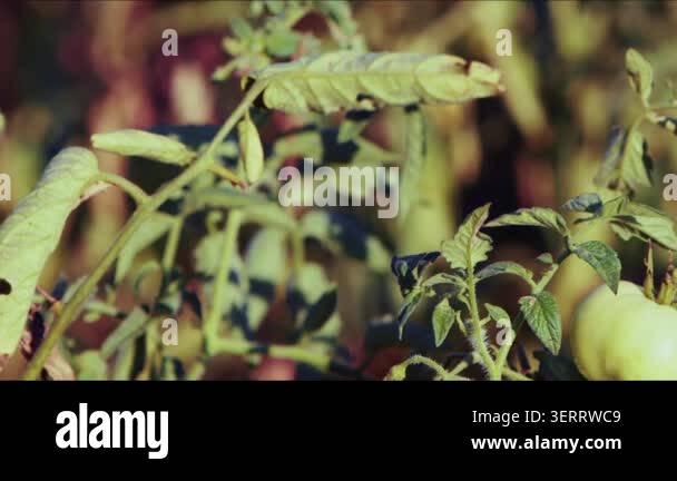 Green tomatoes that are not yet ripe on the branch in the Natural Farm ...