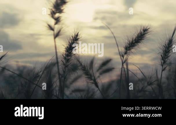Soft Plant Feather Reeds in Sunset Light in Nature Stock Video Footage ...