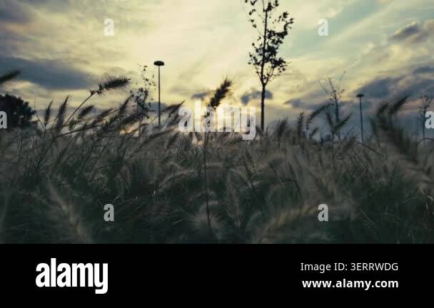 Soft Plant Feather Reeds in Sunset Light in Nature Stock Video Footage ...