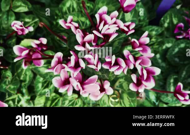 Plant Flower Romantic Cyclamen and Yellow Wedding Rings on Leaves Stock ...