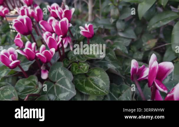 Plant Flower Beautiful Cyclamen and Romantic Wedding Rings on Heart ...
