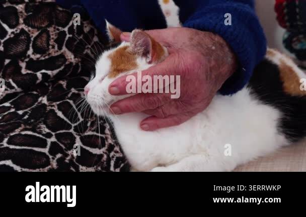 Old Woman Loves Her Animal Pet Cat Stock Video Footage - Alamy